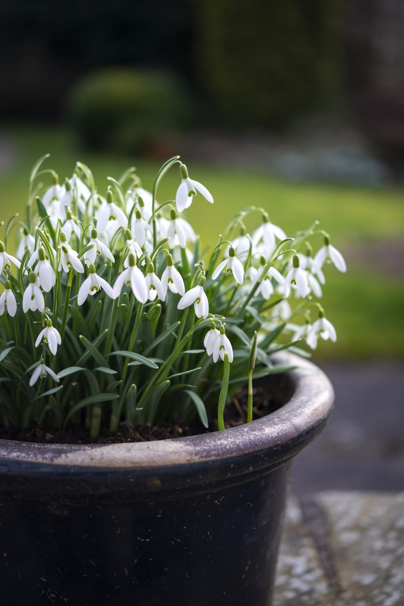 Best Winter Plants for Pots: 15 Plants That Thrive Even When Temps Drop