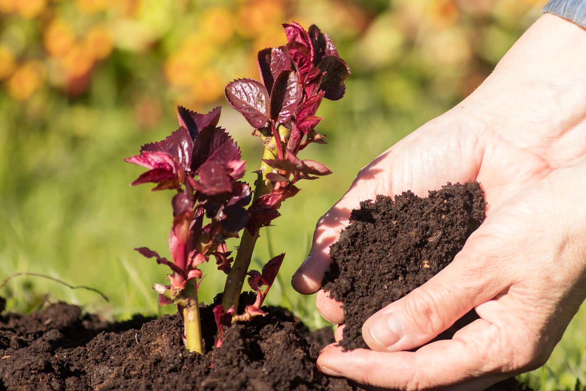 Growing Roses From Seed: Expert Tips for Successfully Starting Your Own ...