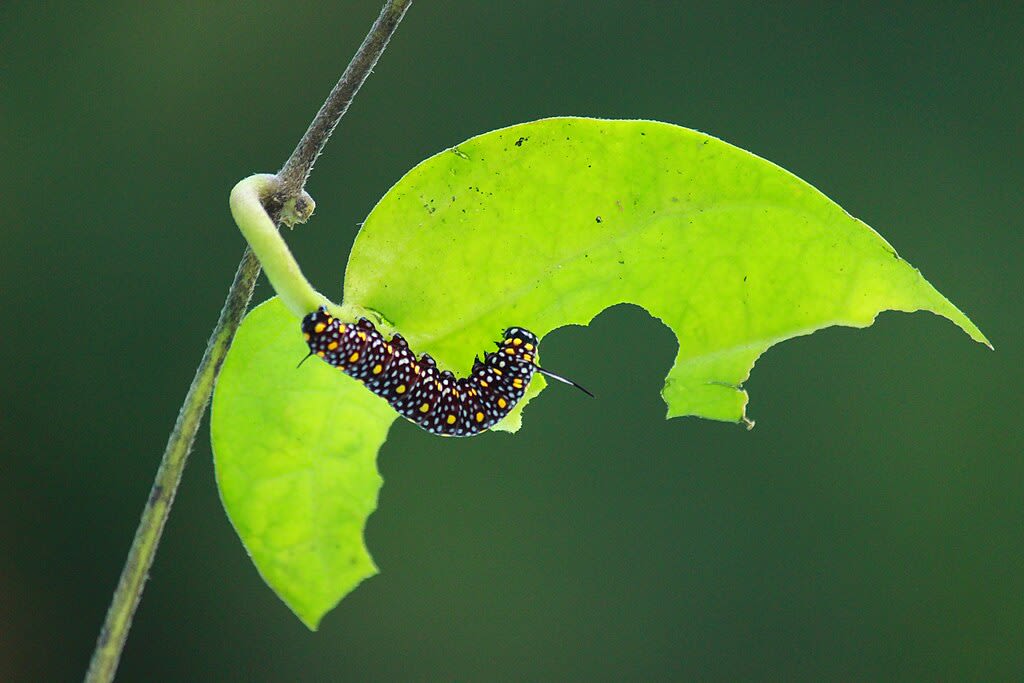 What's Eating Your Garden Leaves? - Dengarden