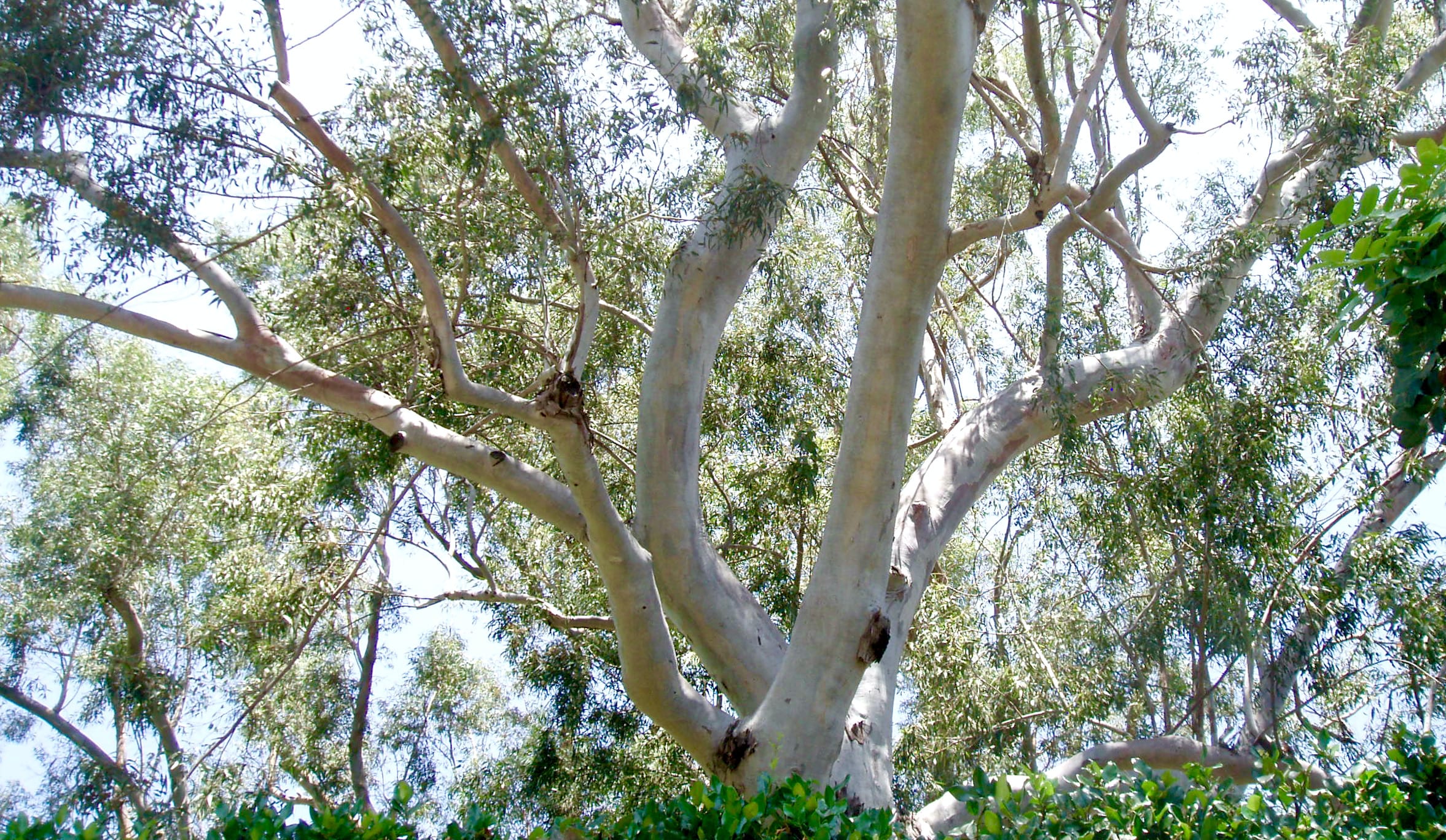 Fire-Resistant Landscaping: What to Plant to Prevent the Spread of ...