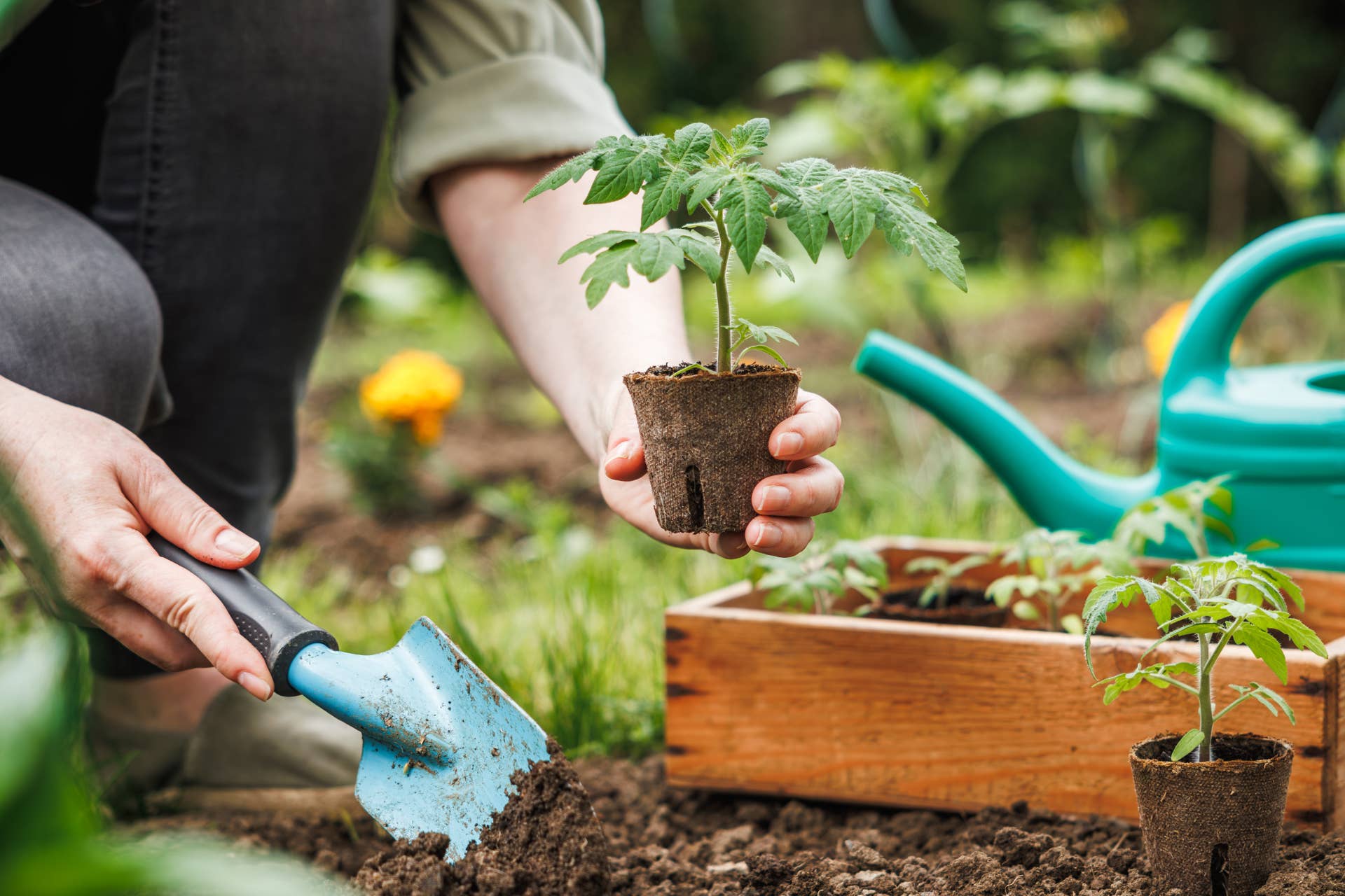 Pro Gardener Explains Why You Should Break Planting Spaces Rules in ...
