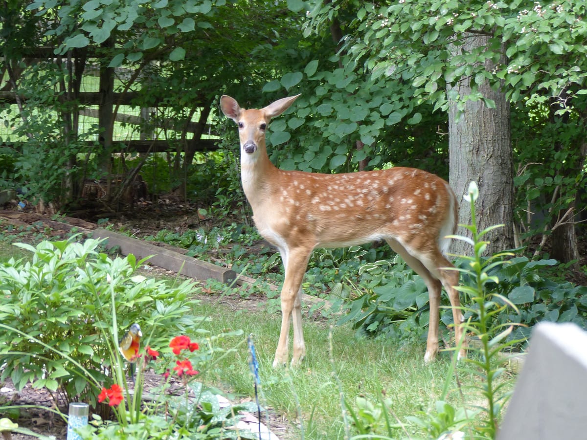 Expert Lists 5 Kitchen Staples That Can Be Used in the Garden to Keep ...