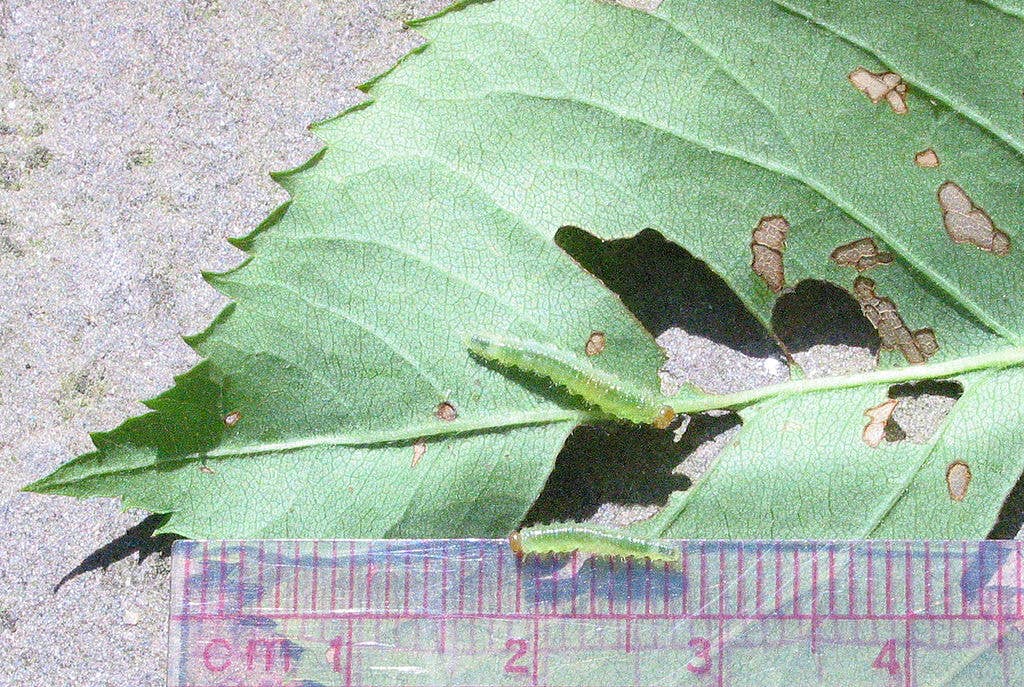 How to Identify and Control Sawflies in Your Garden - Dengarden