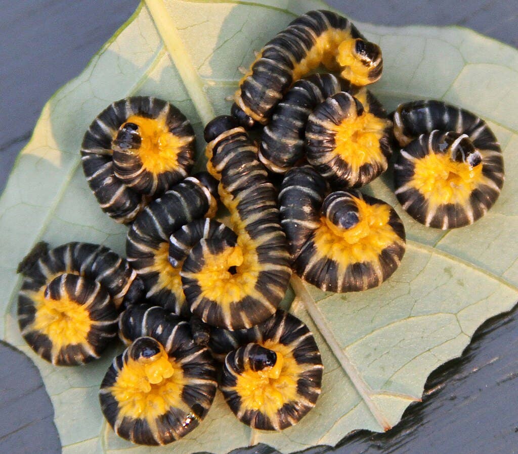 How to Identify and Control Sawflies in Your Garden - Dengarden