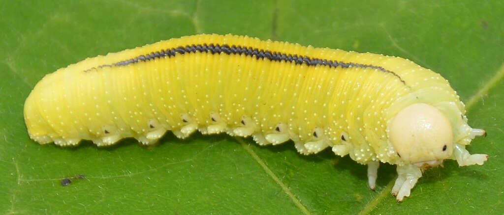 How to Identify and Control Sawflies in Your Garden - Dengarden