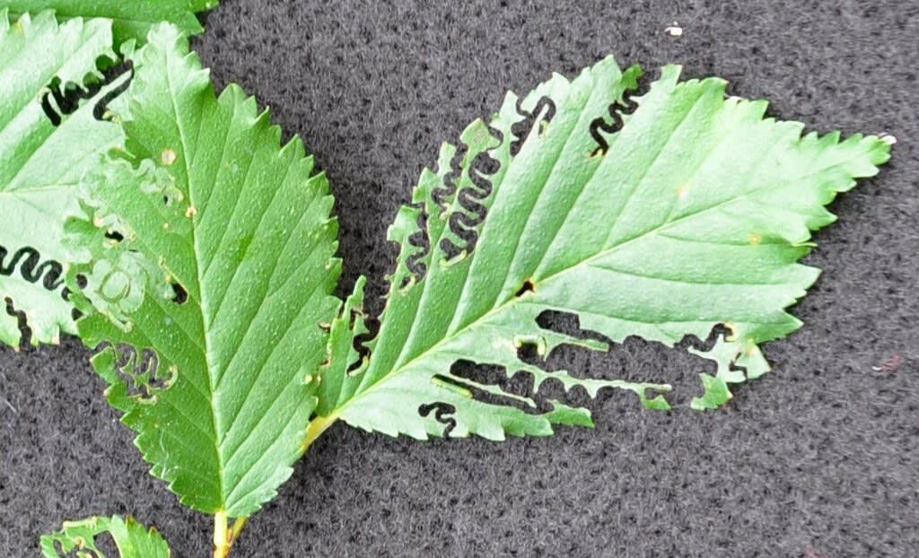 How to Identify and Control Sawflies in Your Garden - Dengarden