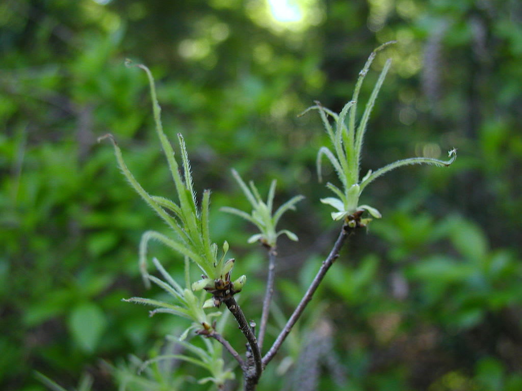 How to Identify and Control Sawflies in Your Garden - Dengarden