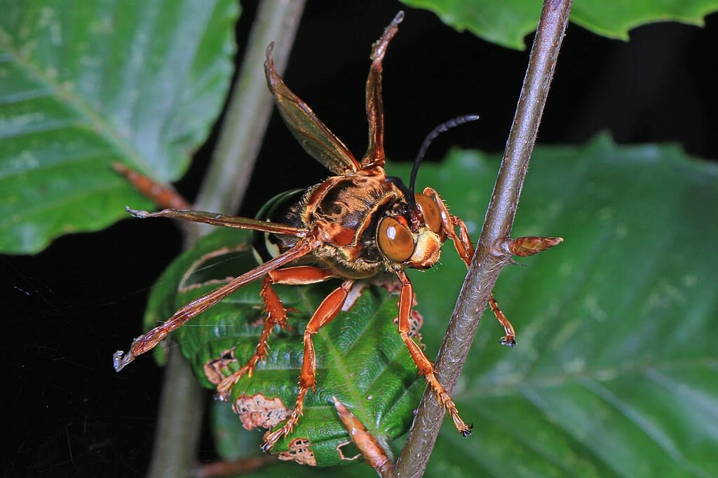 What is a Giant Cicada Killer Wasp? Photos & Info on This Intimidating ...