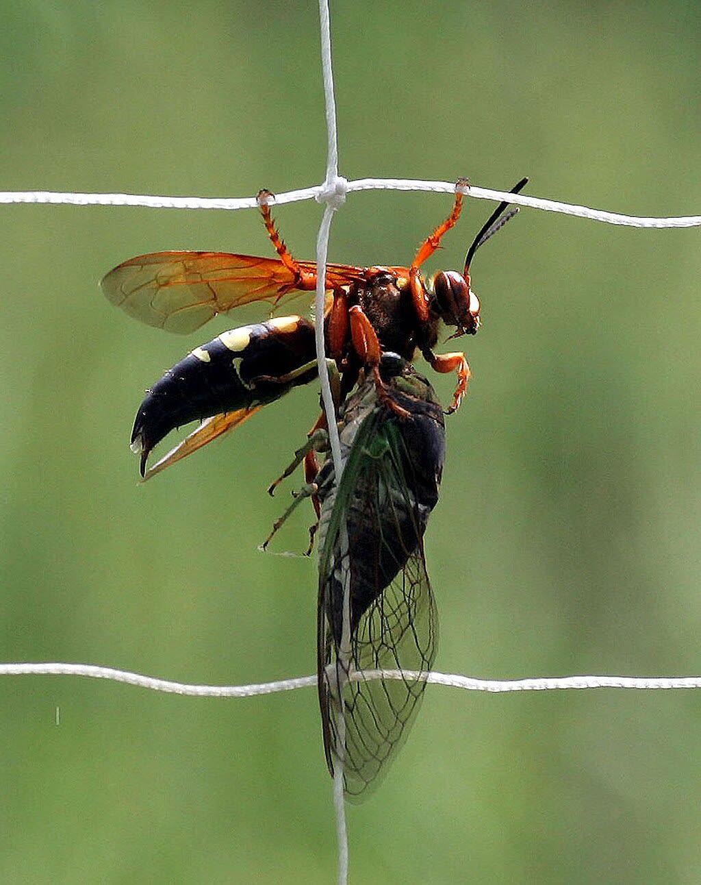 What is a Giant Cicada Killer Wasp? Photos & Info on This Intimidating ...