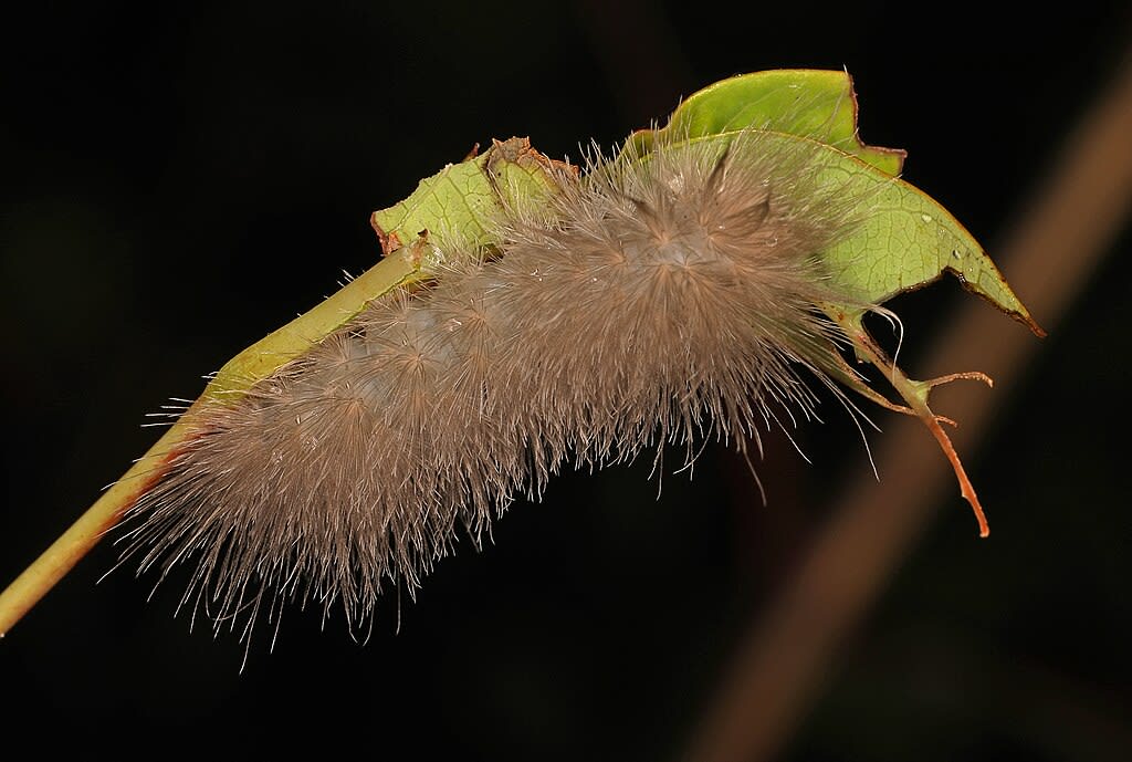 11 Furry Garden Caterpillars: Identification Guide (With Photos ...