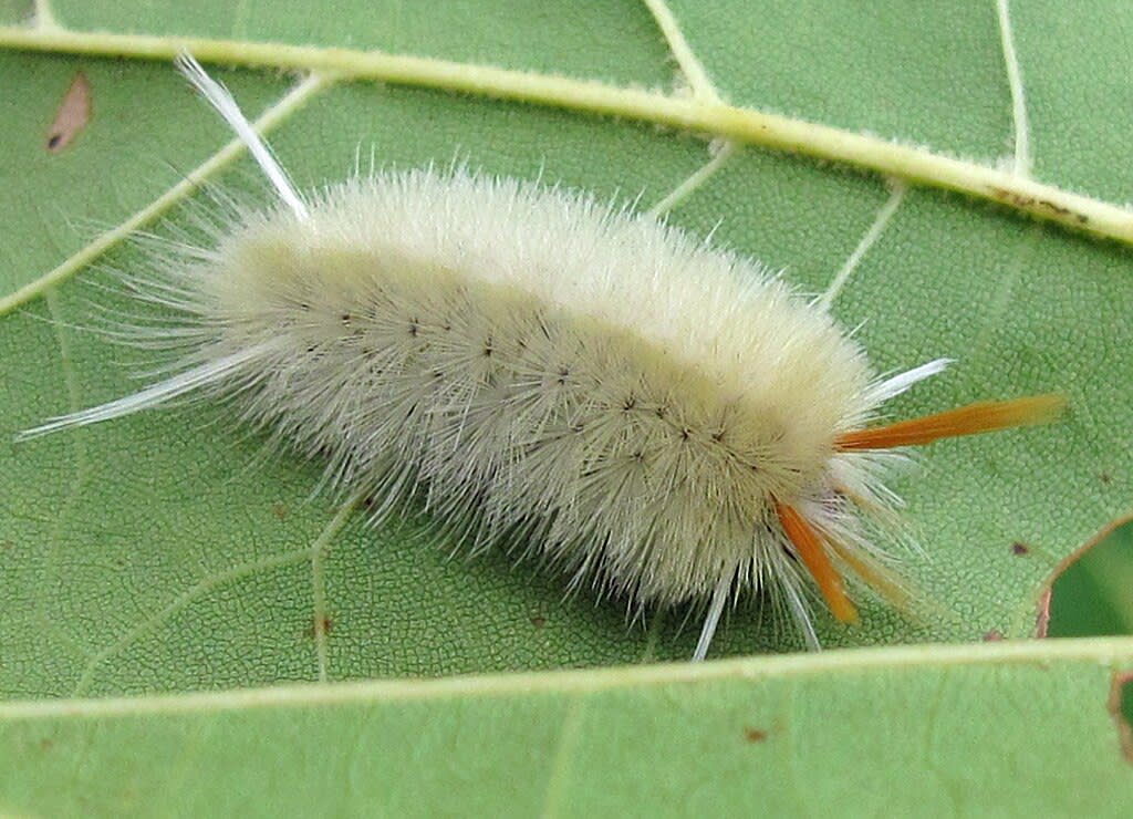 11 Furry Garden Caterpillars: Identification Guide (With Photos ...
