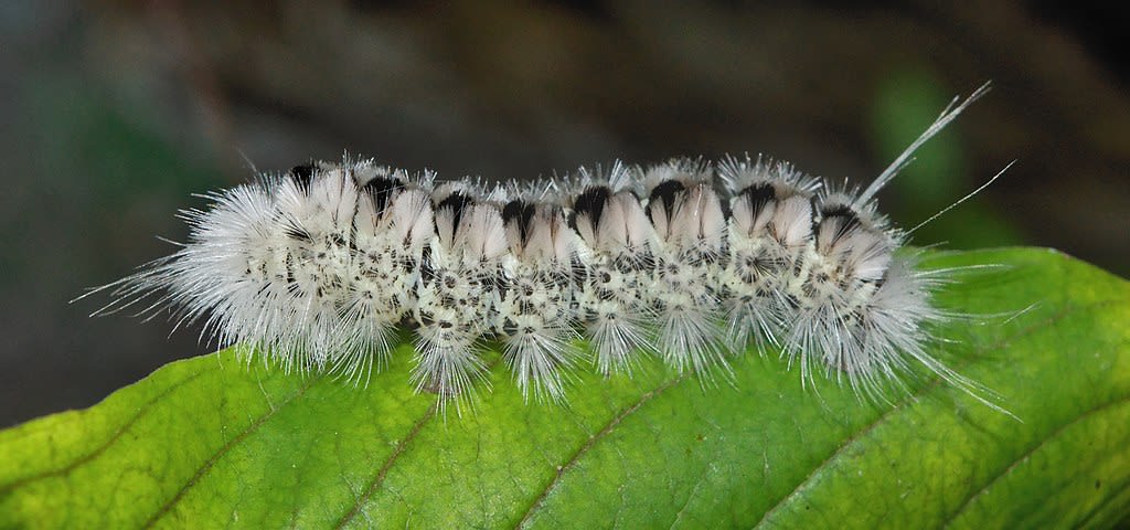 11 Furry Garden Caterpillars: Identification Guide (With Photos ...