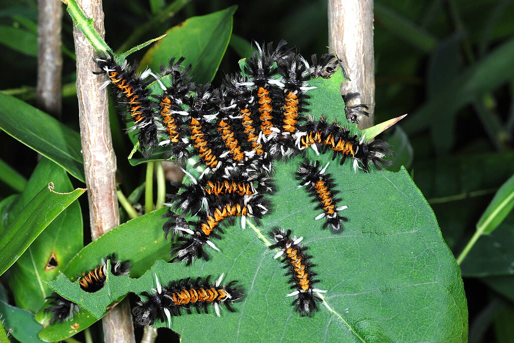 11 Furry Garden Caterpillars: Identification Guide (With Photos ...
