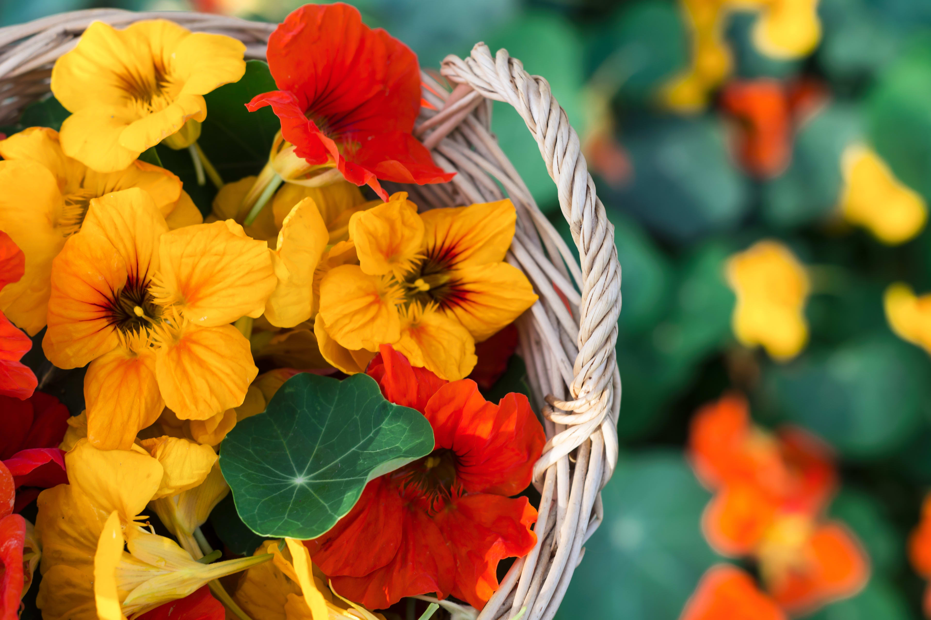 12 Easy-to-Grow Flowers for Beginner Gardeners - Dengarden