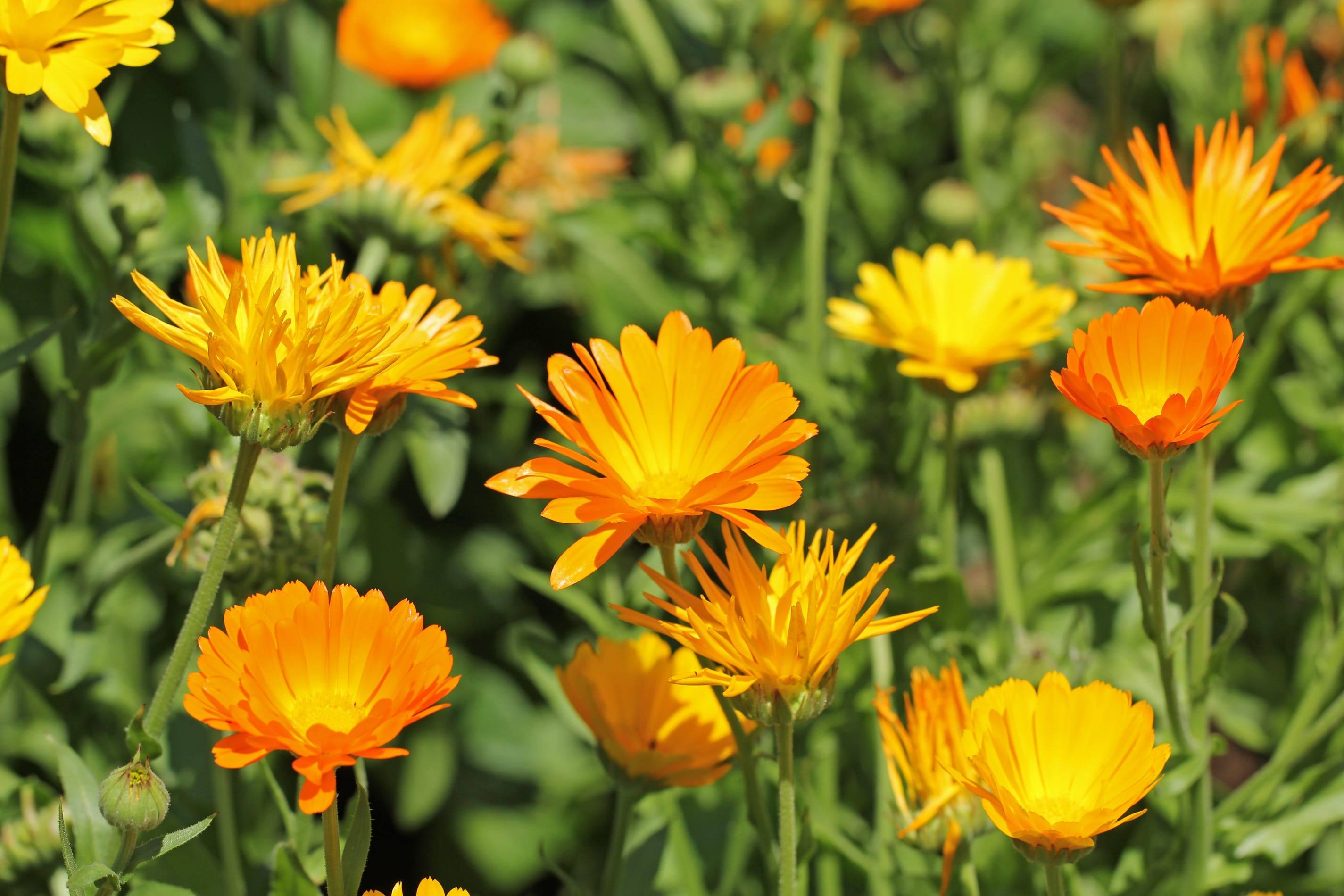 How To Grow Calendula - Dengarden