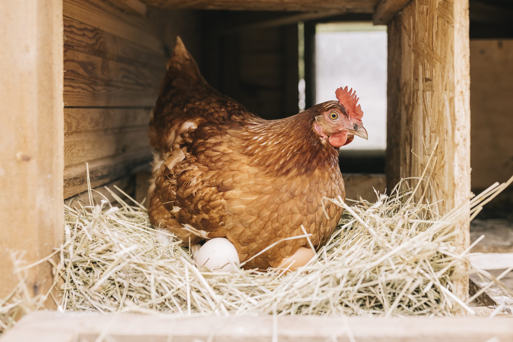 7 Tips For Taking Care of Chickens as a Beginner - Dengarden