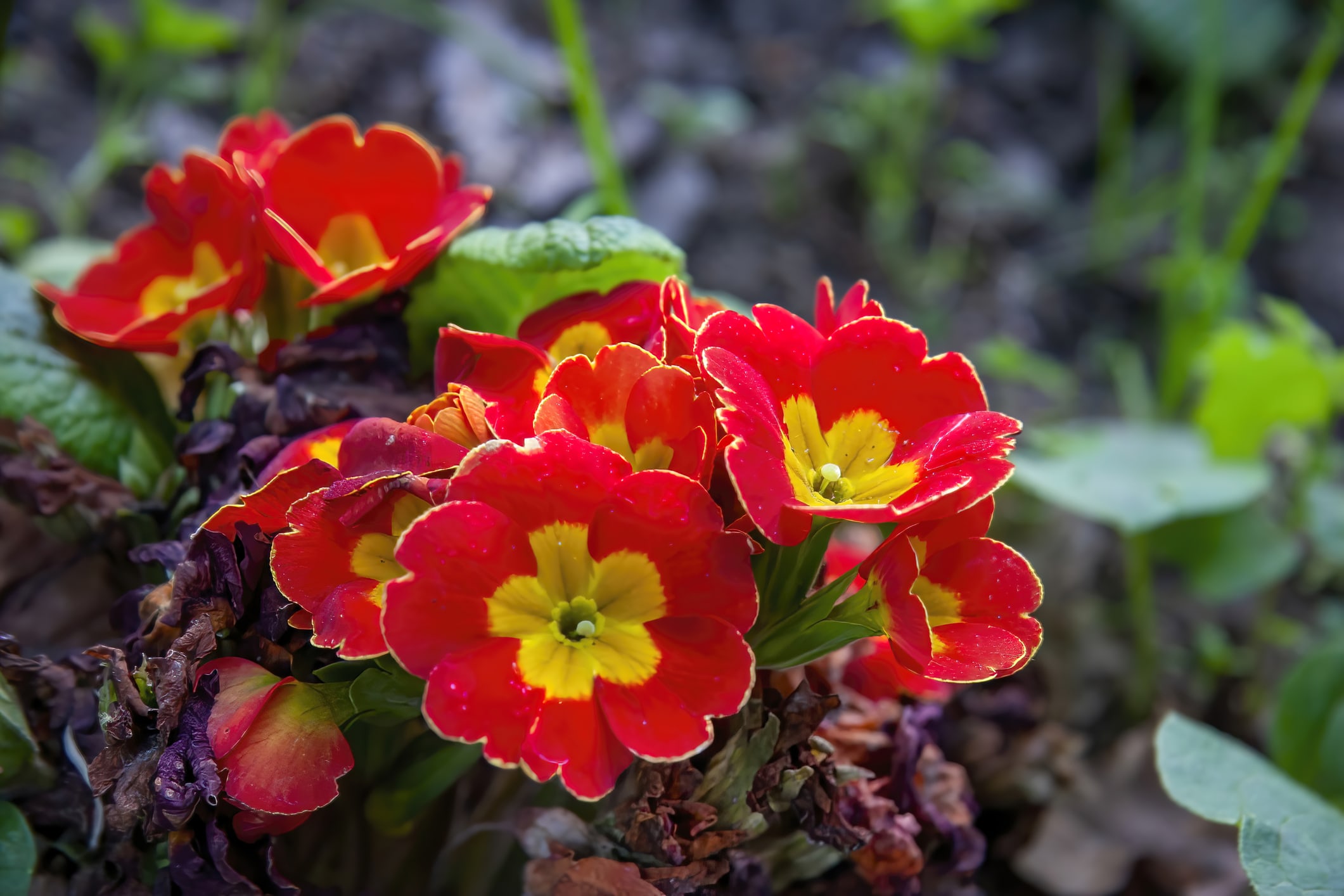 5 Easy Ways to Propagate Plants Using Nature's Methods - Dengarden