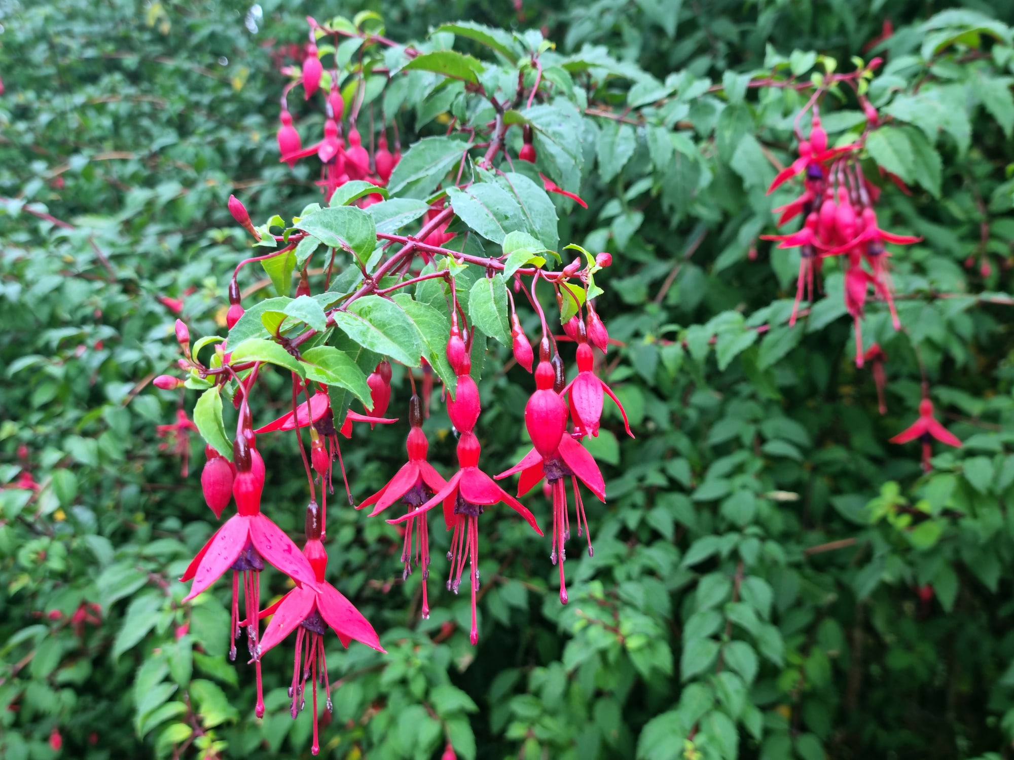 15 Shade Flowers That Are Super Easy to Grow - Dengarden