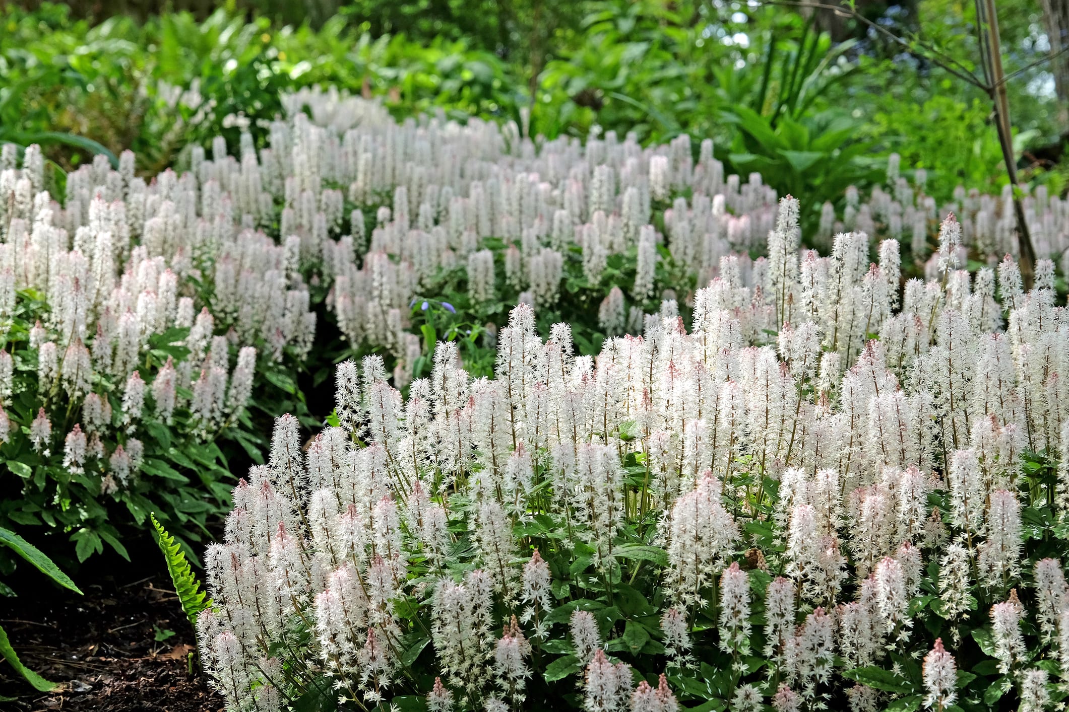 15 Shade Flowers That Are Super Easy to Grow - Dengarden