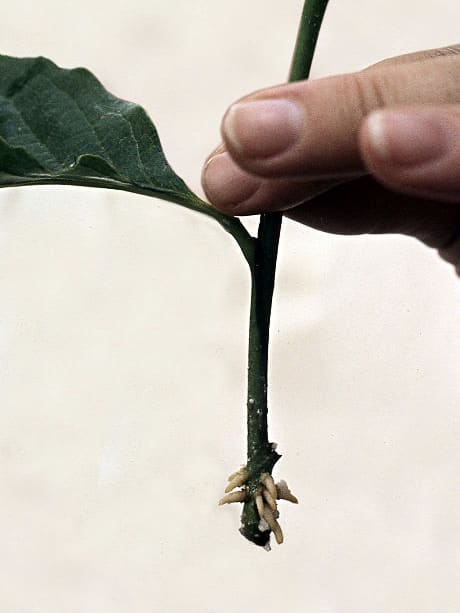 5 Easy Ways to Propagate Plants Using Nature's Methods - Dengarden