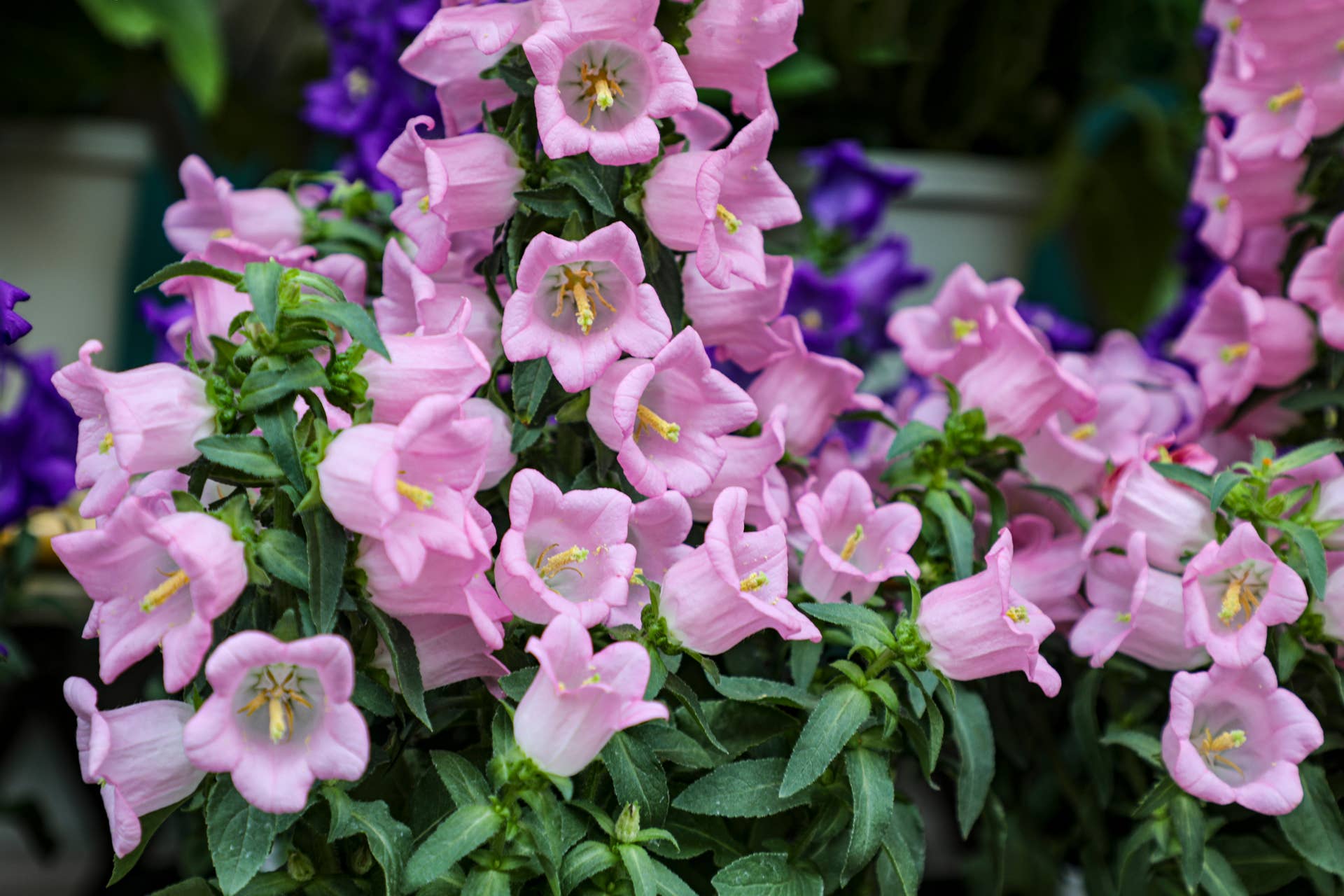 Gardening - Dengarden