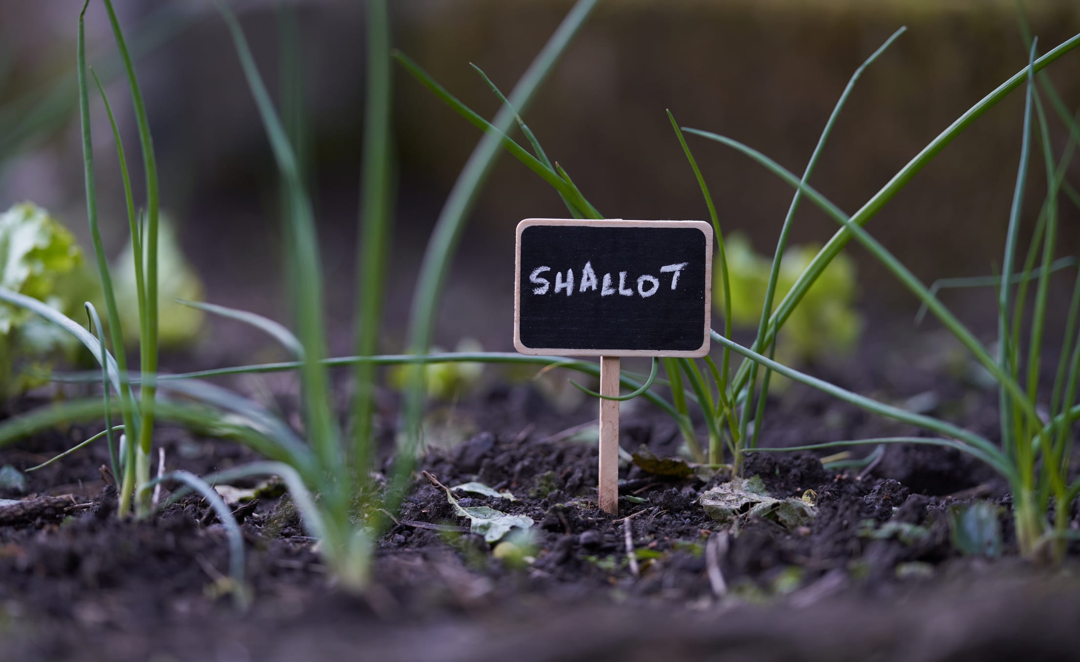 How to Grow and Care For Shallots, According to Experts - Dengarden