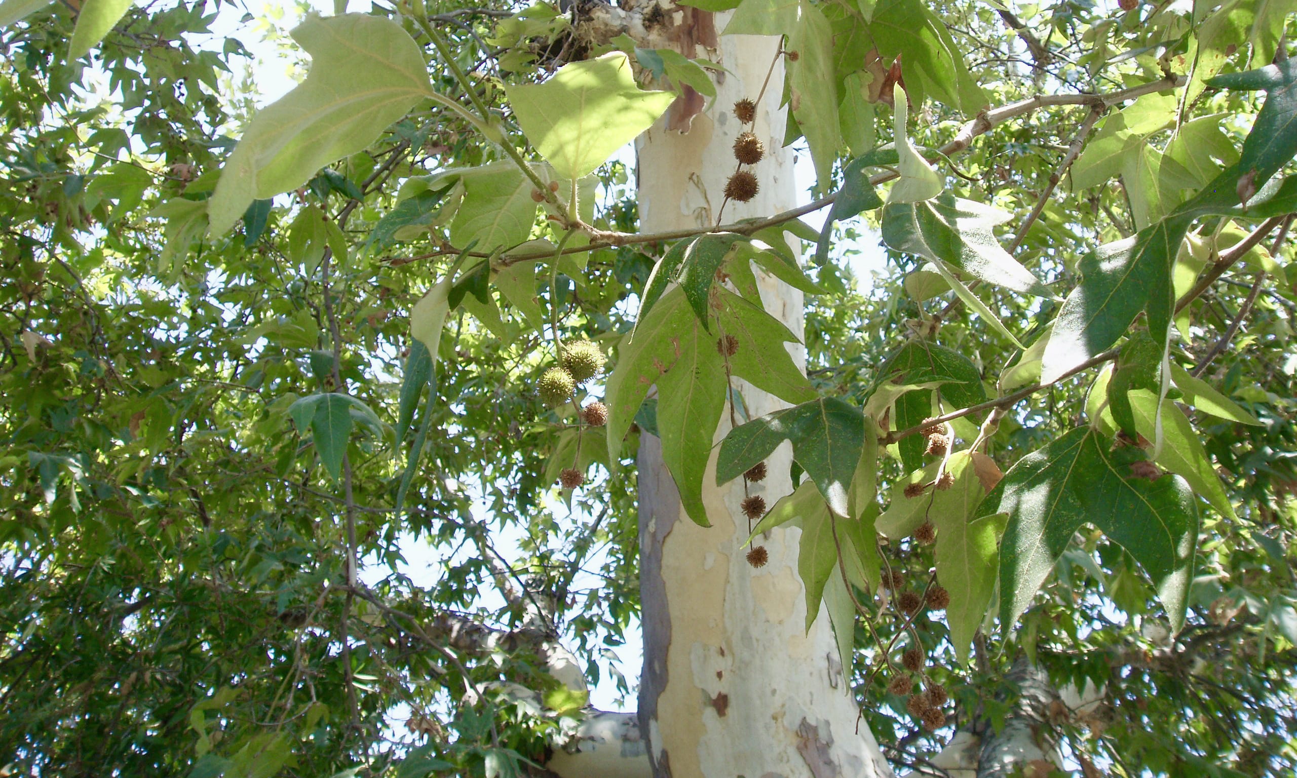 10 Fire-Resistant Plants & Their Fire-Resistant Traits - Dengarden