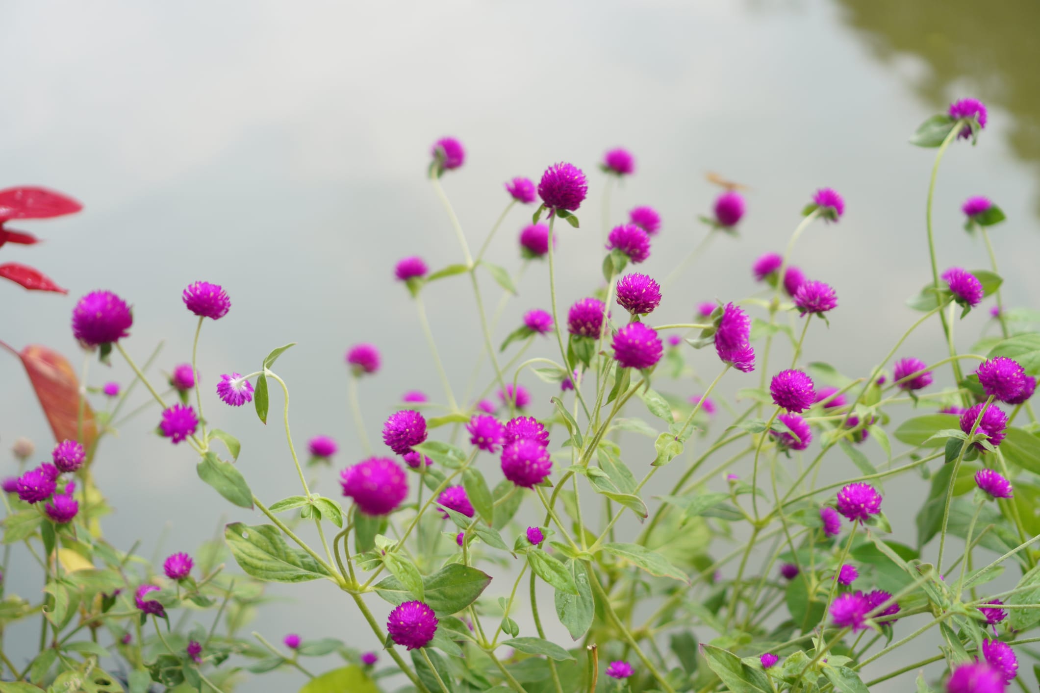 12 Easy-to-Grow Flowers for Beginner Gardeners - Dengarden