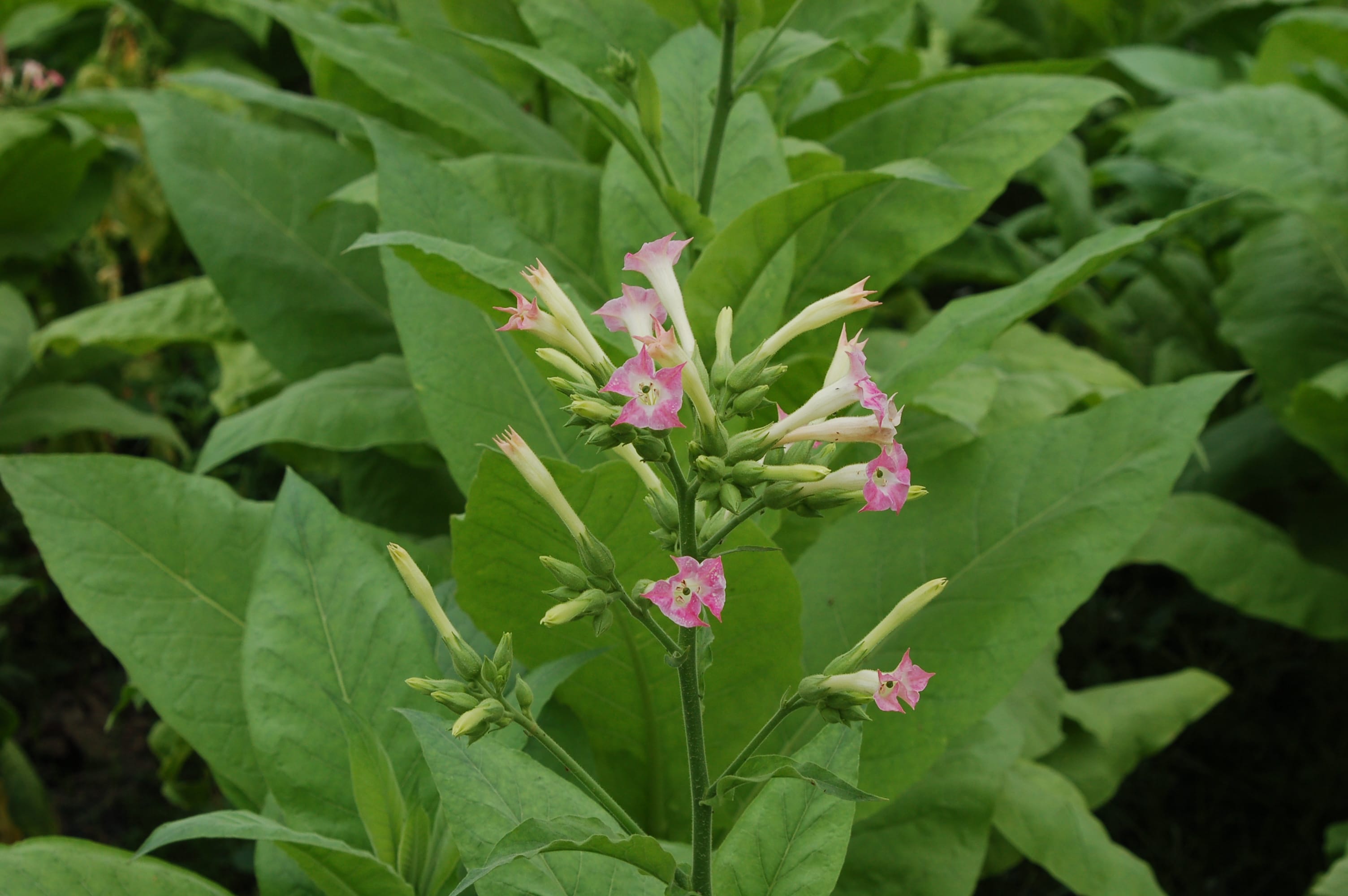 12 Easy-to-Grow Flowers for Beginner Gardeners - Dengarden
