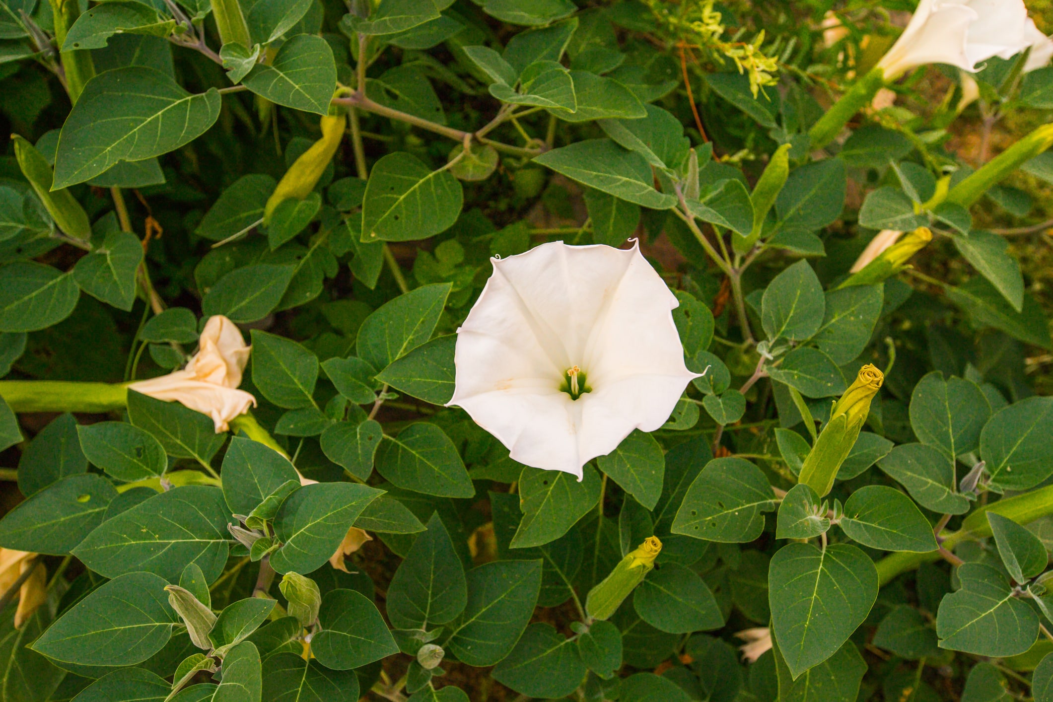 10 Flowers that Bloom at Night - Dengarden