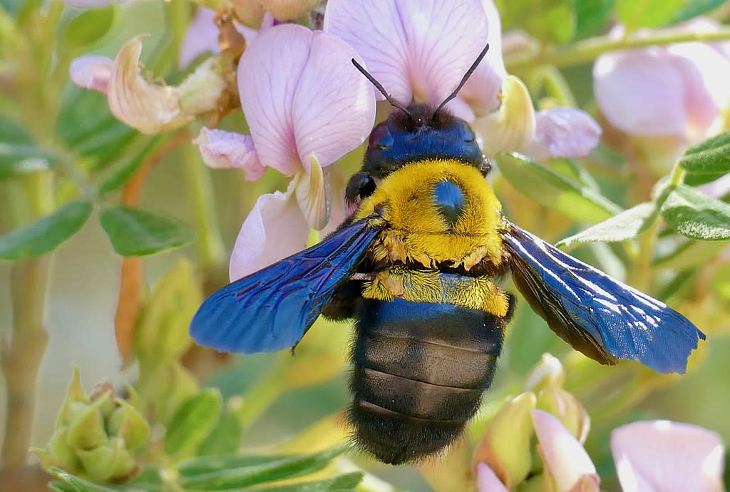pic carpenter bee