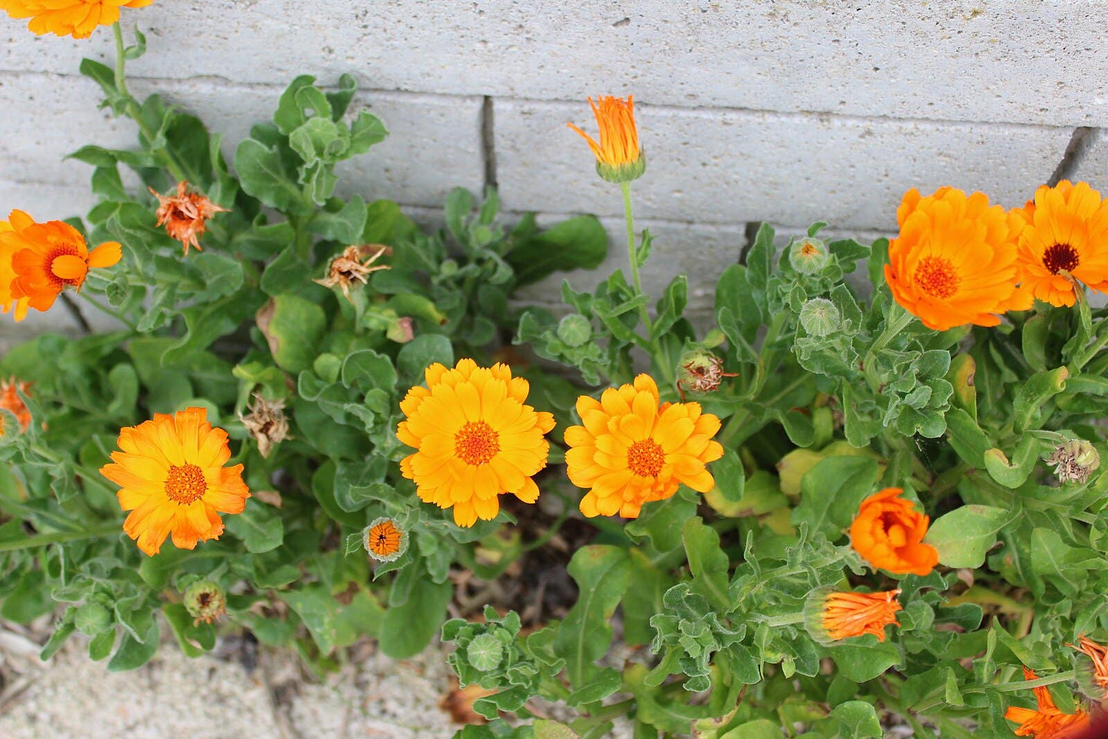 12 Easy-to-Grow Flowers for Beginner Gardeners - Dengarden