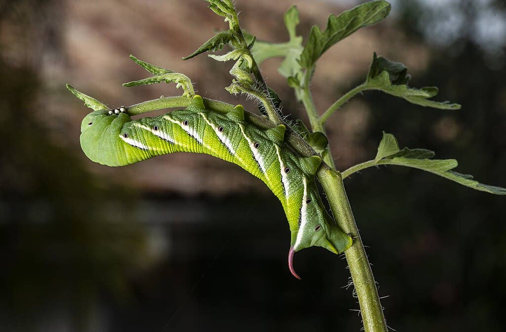 The Tomato Hornworm Caterpillar: Identification and Control - Dengarden