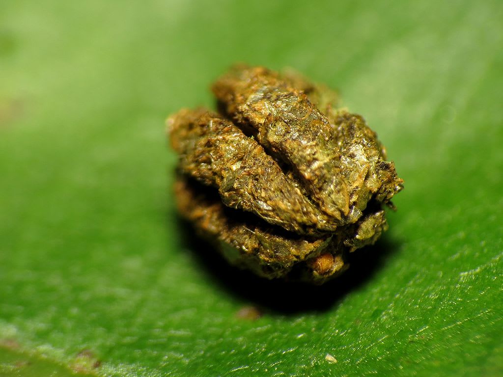 The Tomato Hornworm Caterpillar: Identification and Control - Dengarden