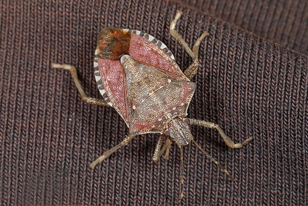 Brown Marmorated Stink Bug: Are they Dangerous, How to Get Rid of them ...