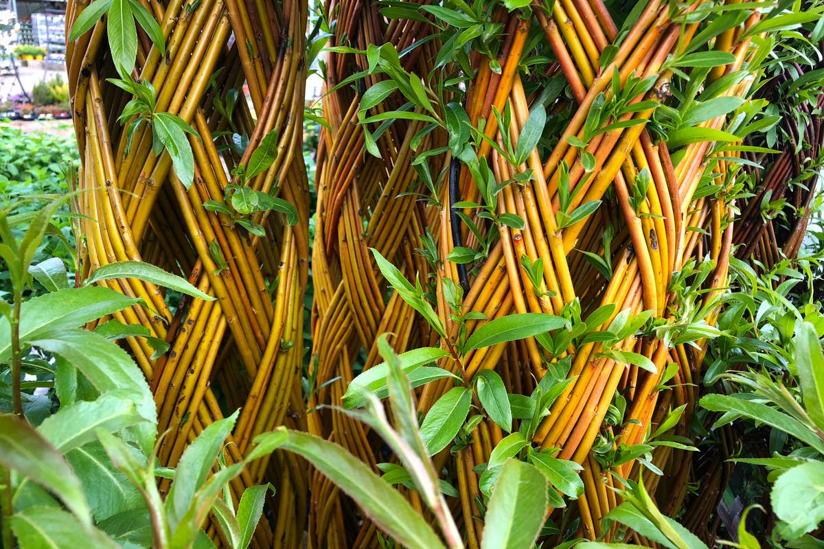 Costco's New Braided Willow Plants Have People Running to the Store ...