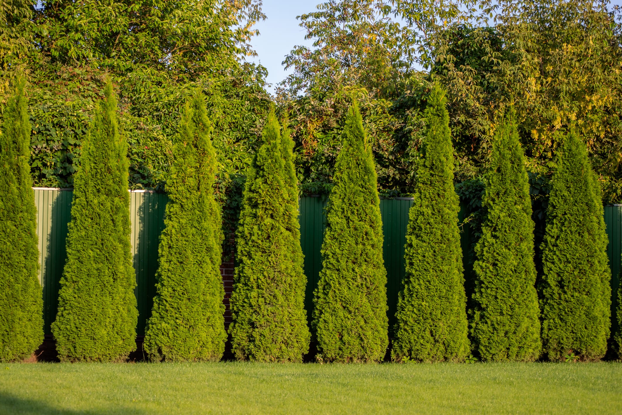 15 Best Trees for Privacy That Grow Fast and Look Beautiful - Dengarden
