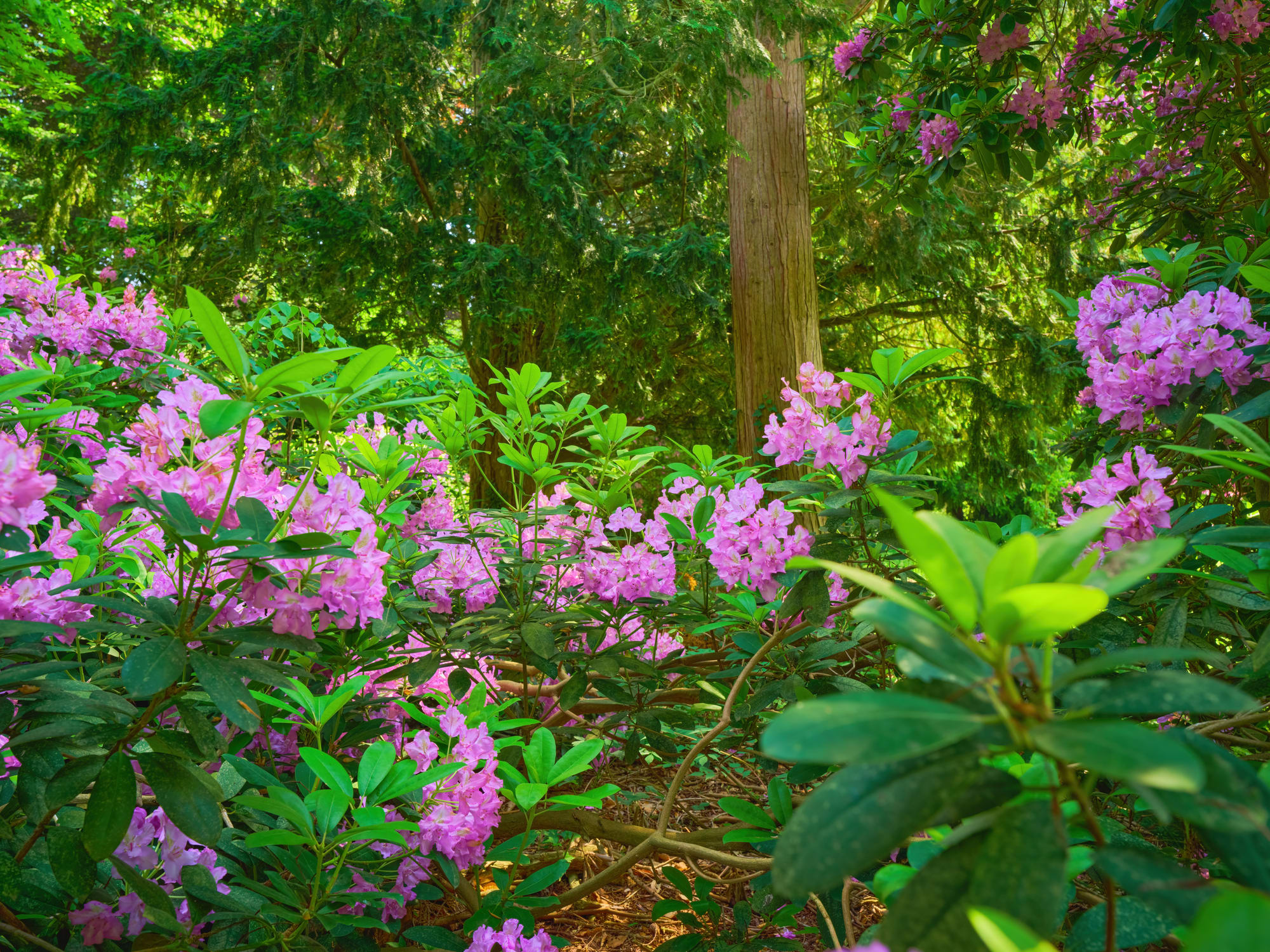 15 Best Trees for Privacy That Grow Fast and Look Beautiful - Dengarden