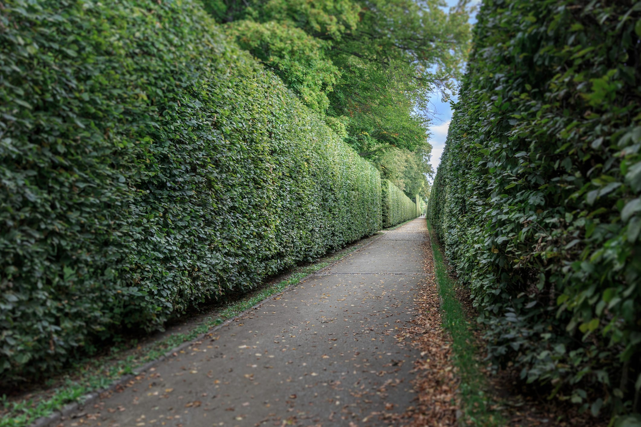 15 Best Trees for Privacy That Grow Fast and Look Beautiful - Dengarden