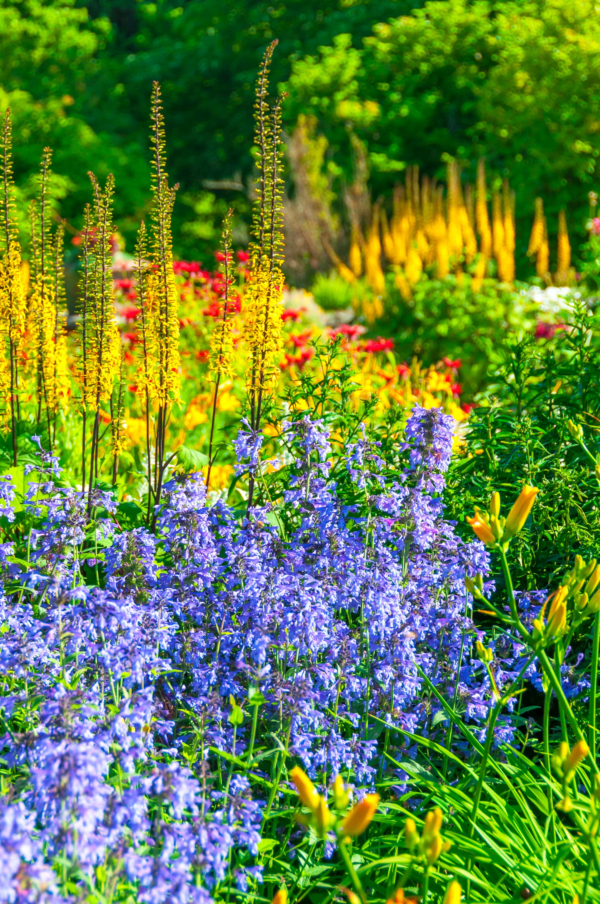 How to Plant and Grow Ligularia - Dengarden