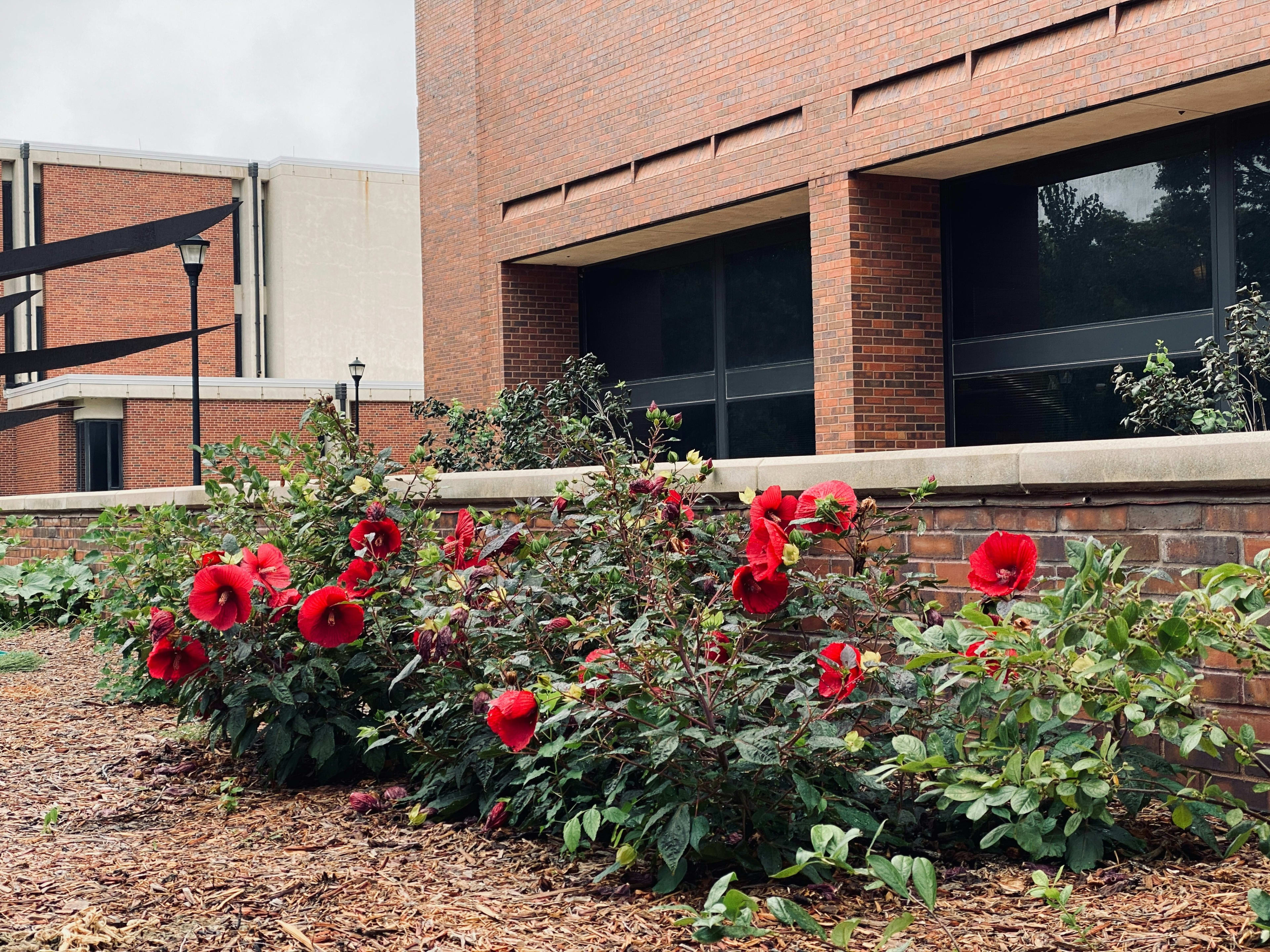 The Best Mulch For Flower Gardens - Dengarden