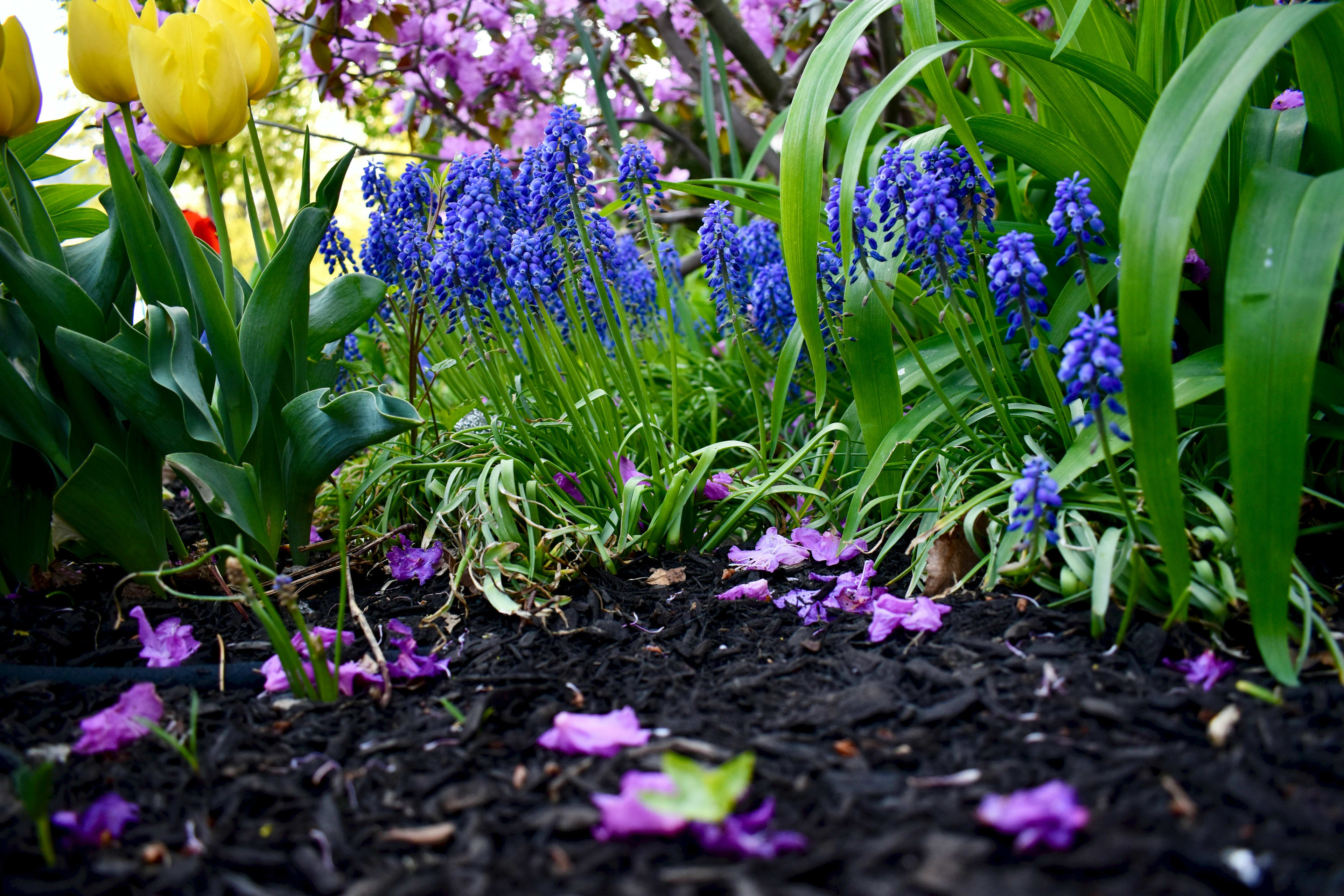 The Best Mulch For Flower Gardens - Dengarden