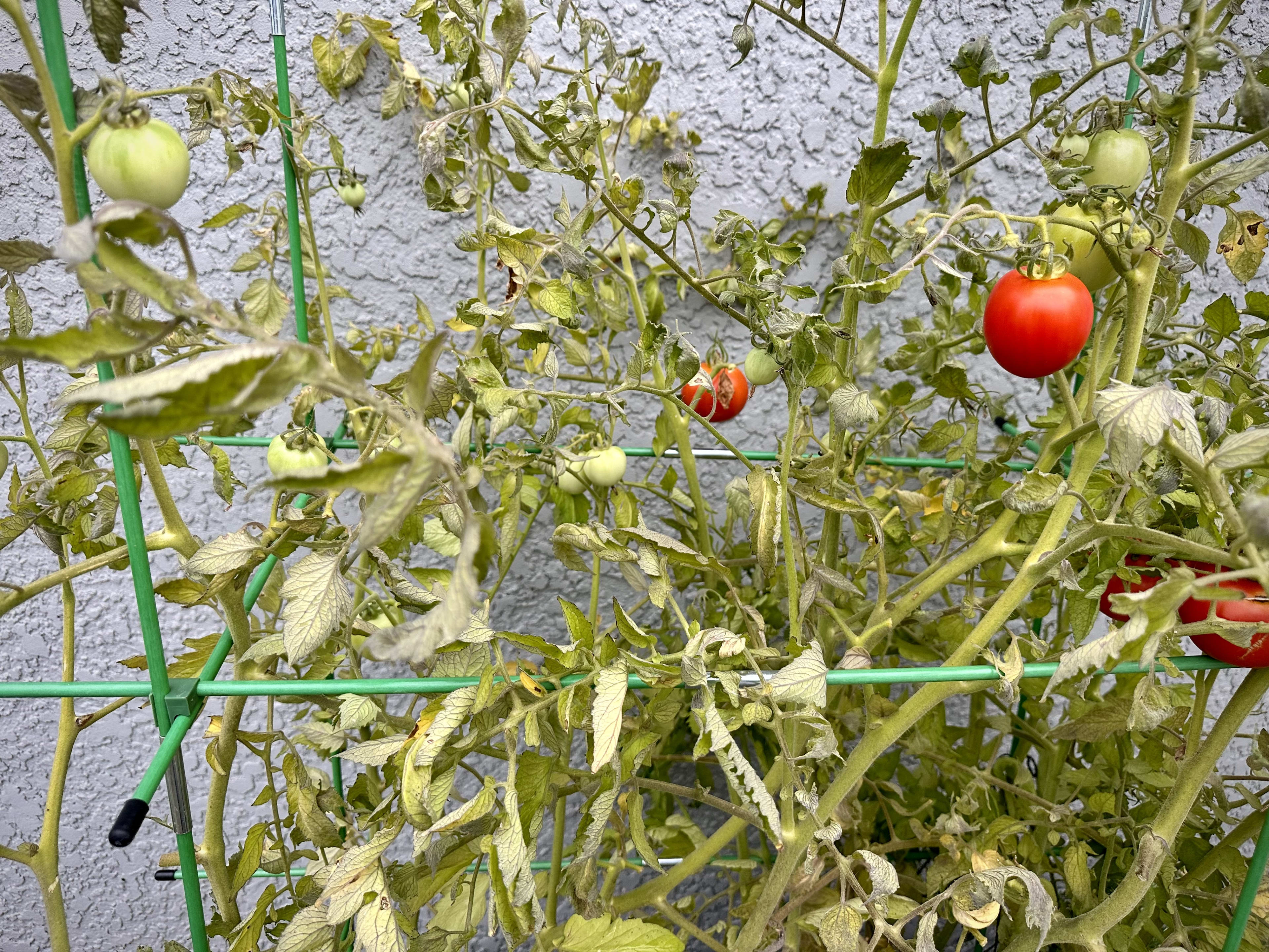 Is Your Soil Ruining Your Garden? Here's How to Tell - Dengarden