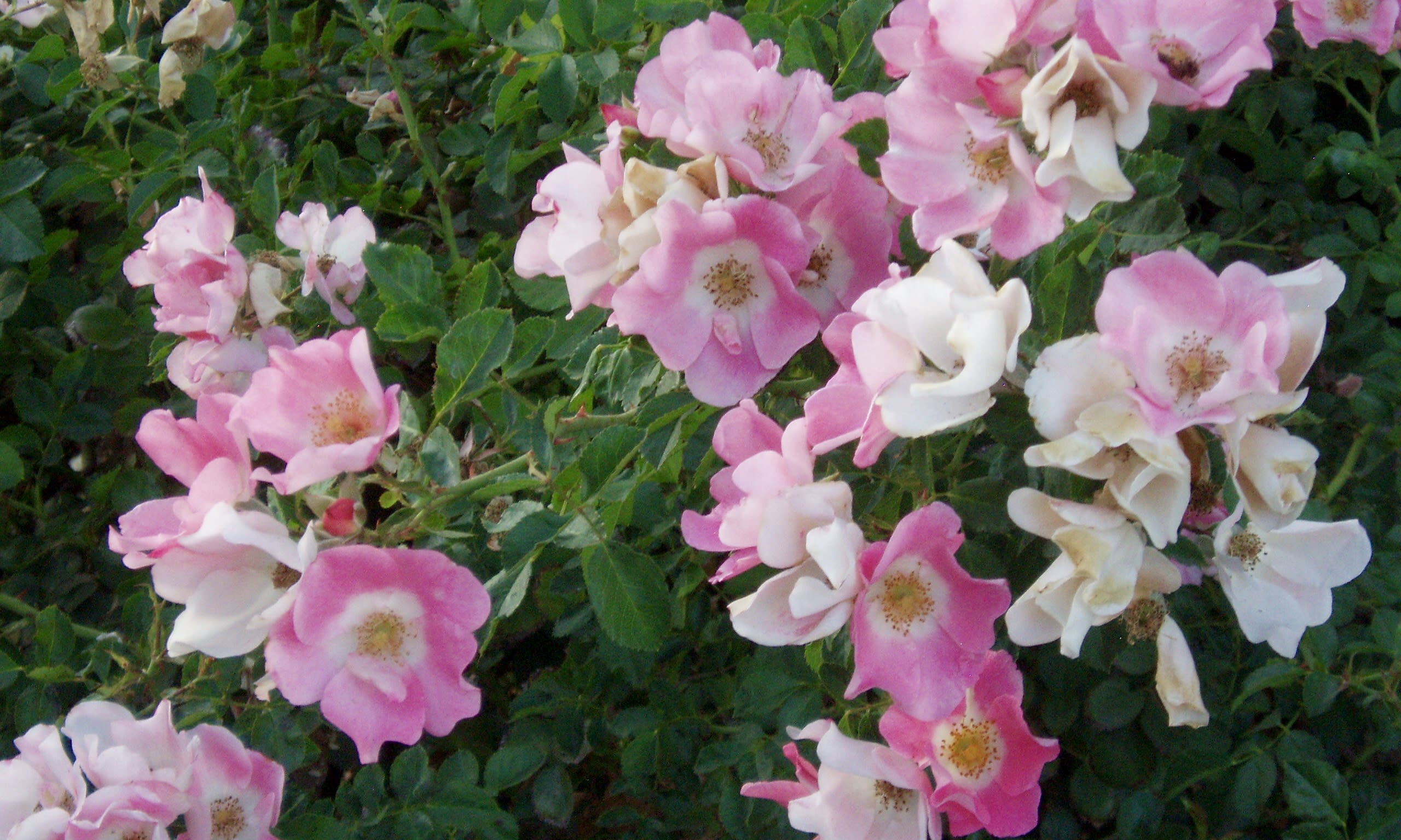 10 Fire-Resistant Plants & Their Fire-Resistant Traits - Dengarden