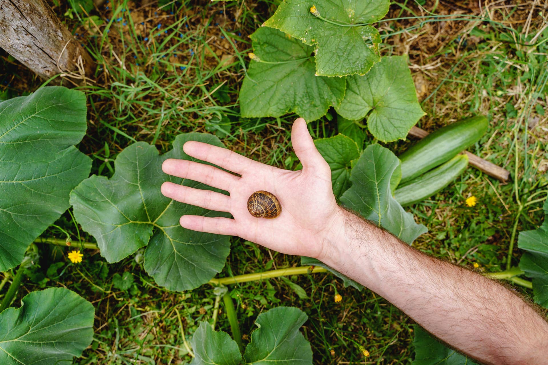 This TikTok Shows How to Move Snails Without Harming Them - Dengarden