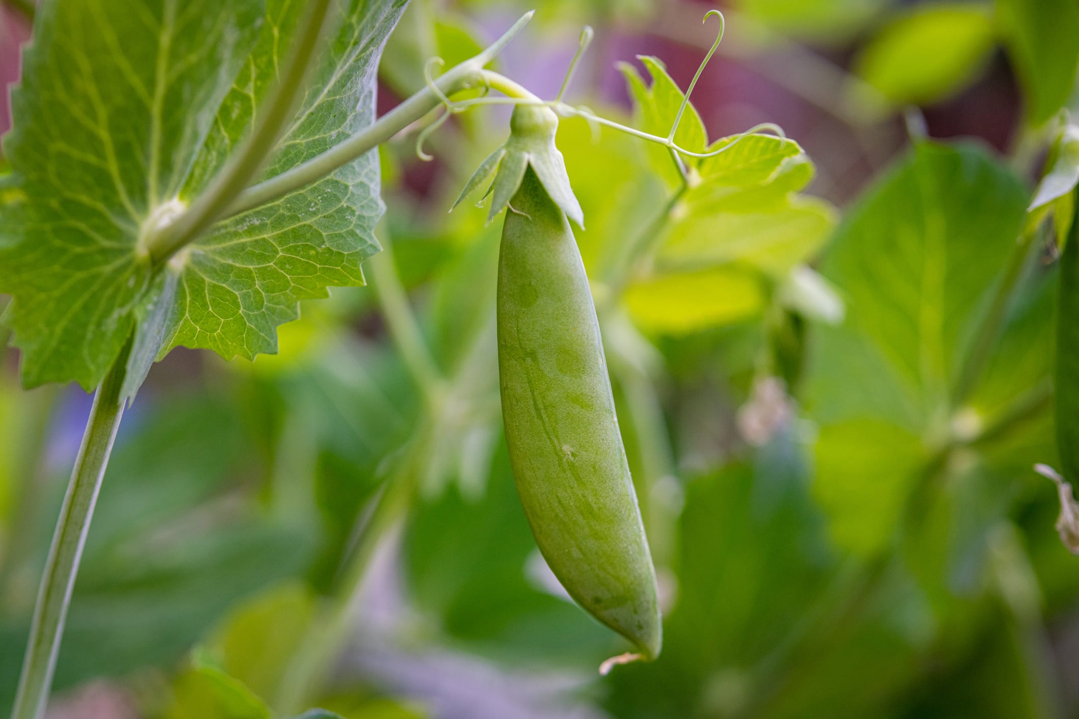 Best Container Garden Vegetables - 8 Varieties That Thrive in Pots and ...