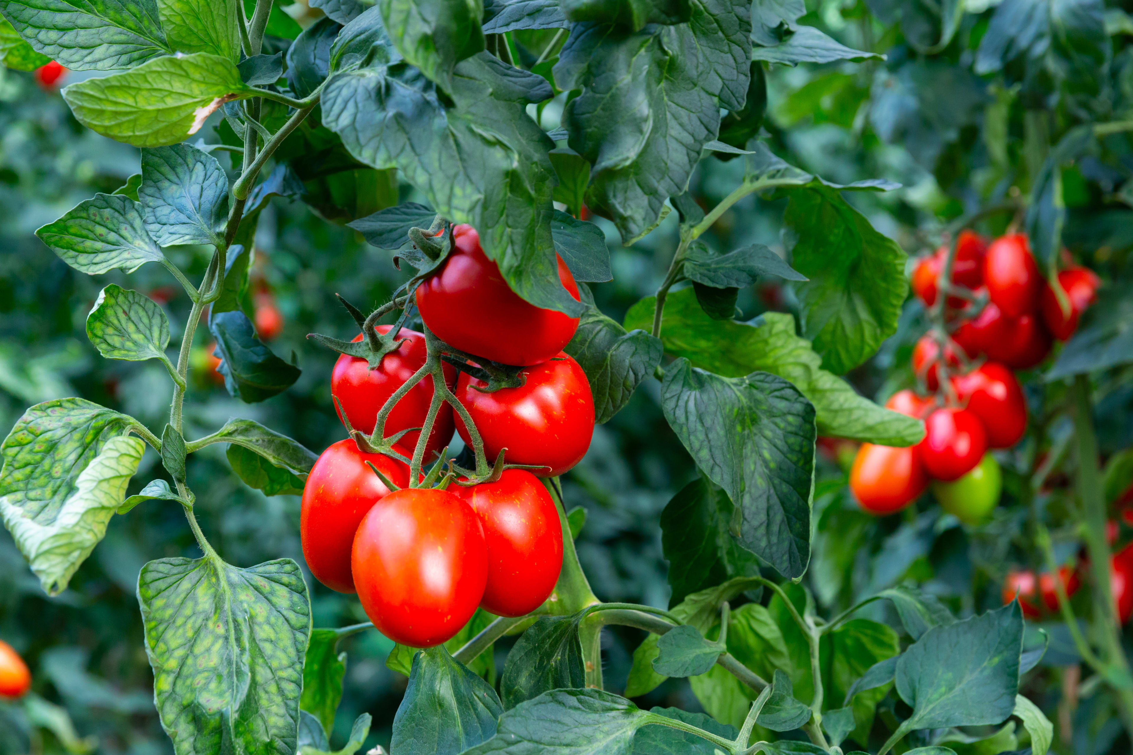 How to Pick Tomatoes so They’re Just Right - Dengarden