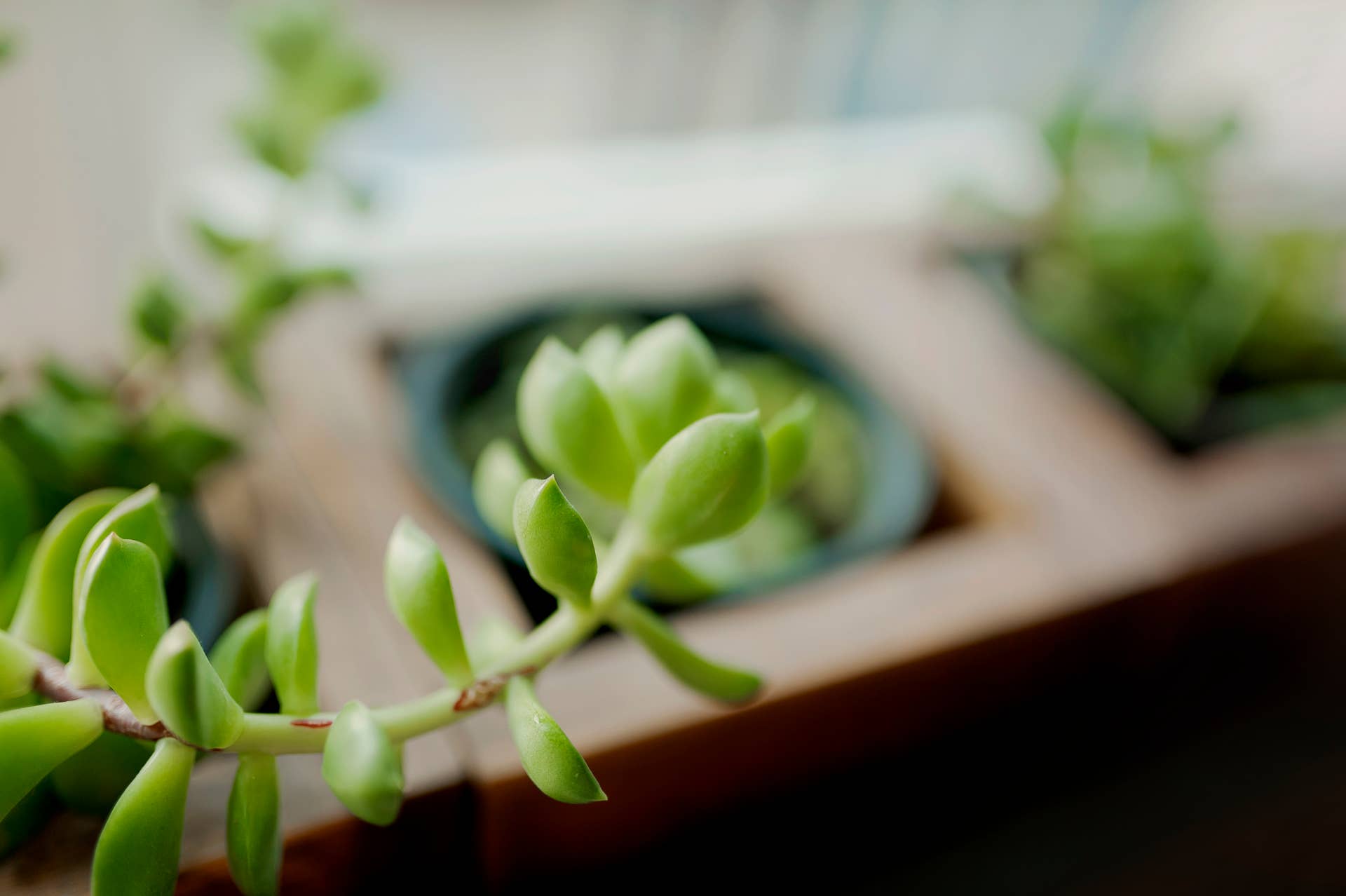 How to Fix Leggy Houseplants - Dengarden