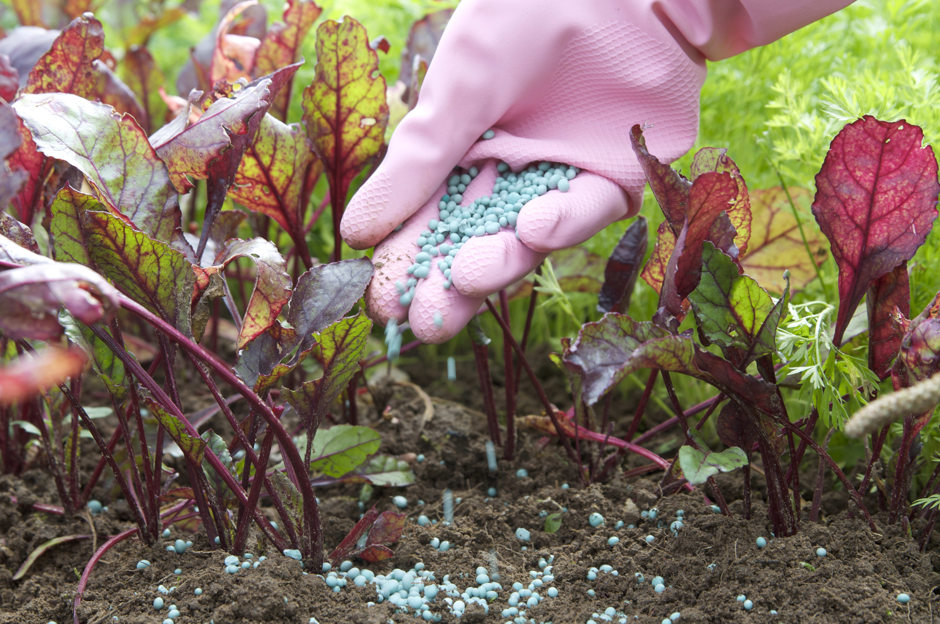 Should You Fertilize Before or After Watering? - Dengarden