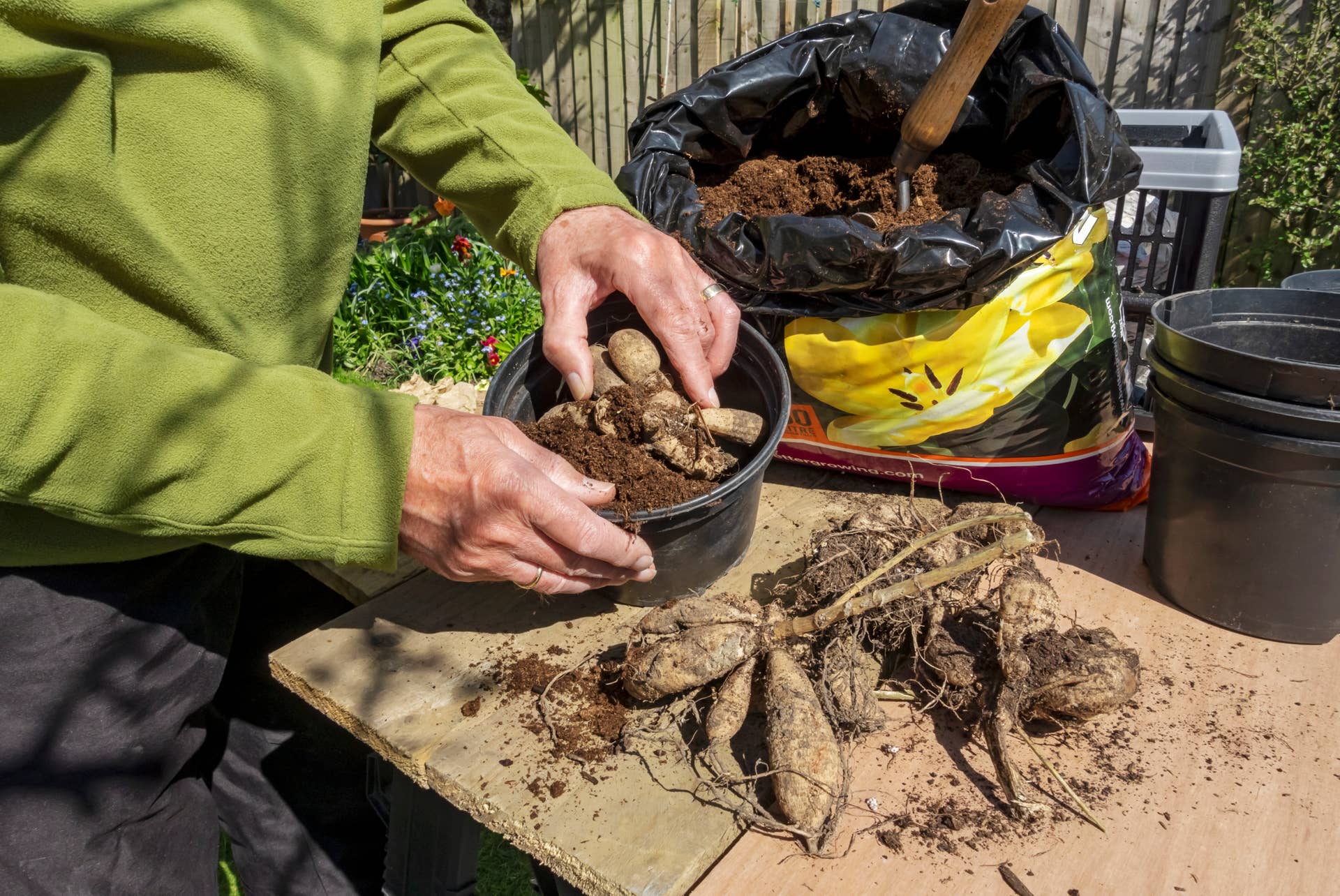 How and when to propagate dahlias - Dengarden